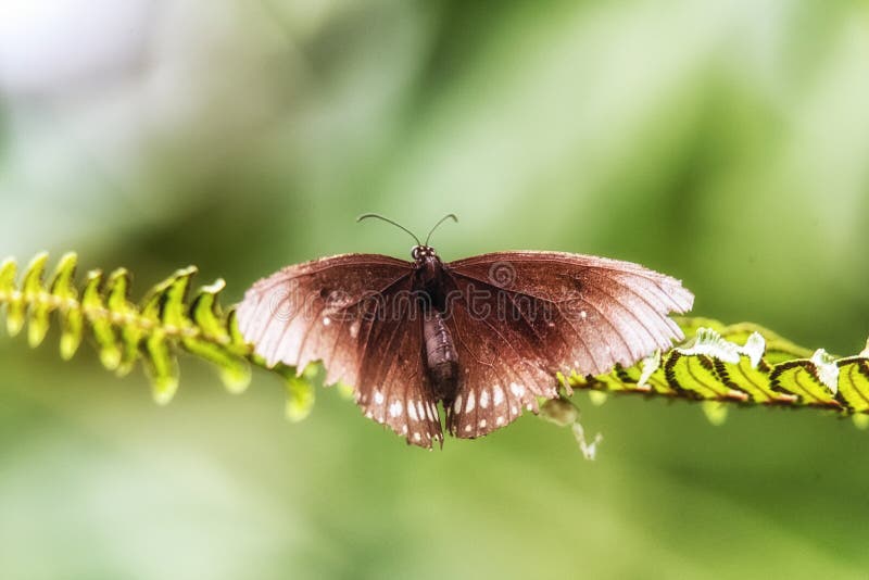 The Common Crow butterfly stock image. Image of euploea - 100581823