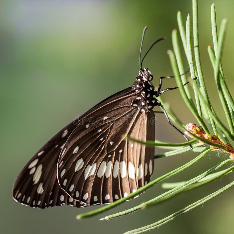 Common Crow Butterfly on a Conifer Branch Stock Image - Image of legs ...