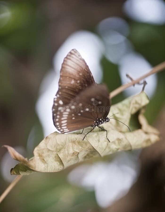 Common Crow Butterfly Euploea Cora Stock Image - Image of thorax, cora ...