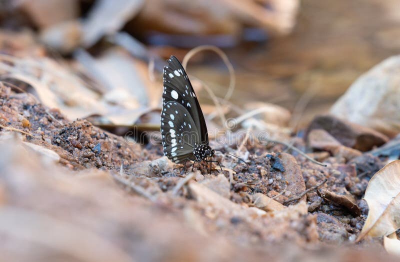Common Crow Butterfly on Rugged Terrain Stock Image - Image of insect ...