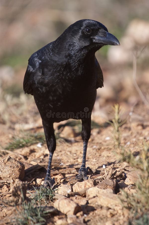 Common Crow - Corvus Corone Portrait Stock Image - Image of beautiful ...