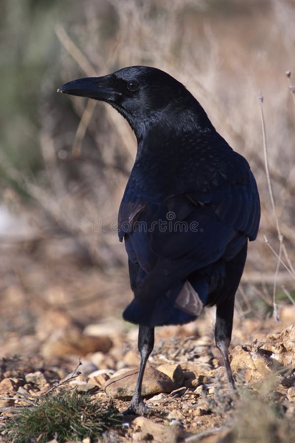 Common Crow - Corvus Corone Portrait Stock Photo - Image of claw ...