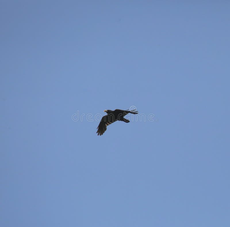 Common crow in flight stock photo. Image of flying, corvus - 324301916