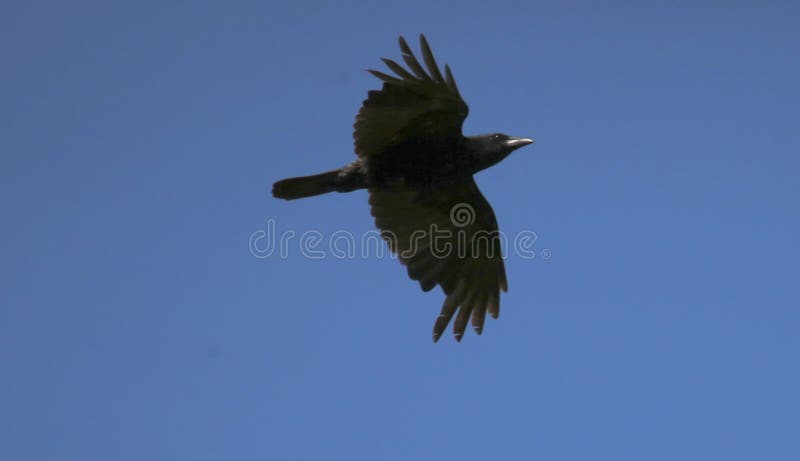 Common crow in flight stock image. Image of corvus, crow - 324303419