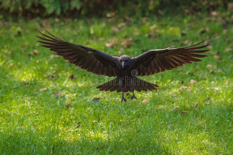 Common Crow in Flight Onto the Grass Stock Photo - Image of flight ...