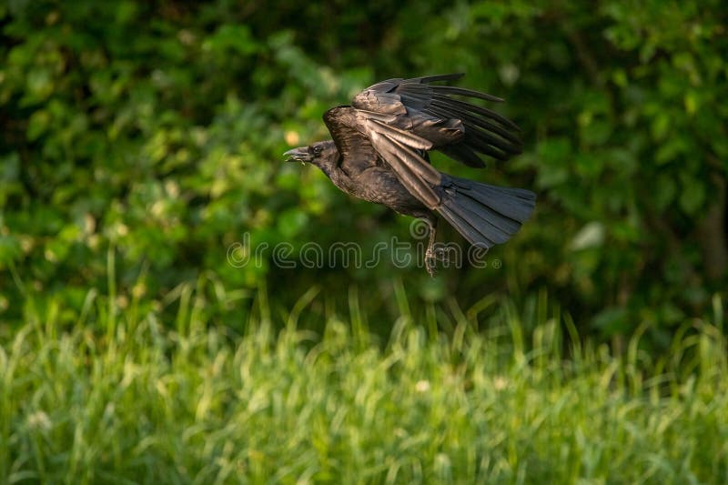 Common Crow Flying Against the Trees Stock Image - Image of trees ...