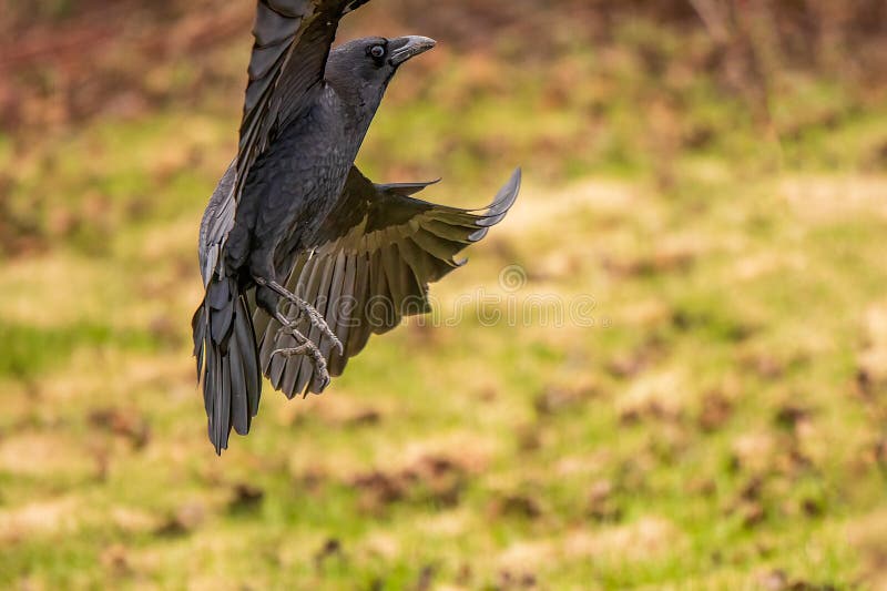 Common Crow Flying Off the Ground Stock Image - Image of crow, flying ...