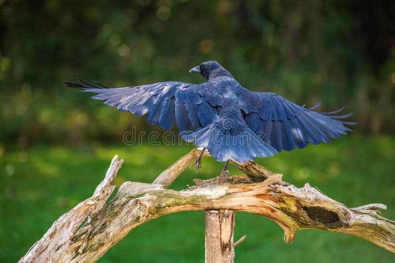 Common Crow Flying Off a Perch Stock Photo - Image of flying, perch ...
