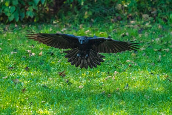 Common Crow Flying Onto the Ground Stock Photo - Image of crow, common ...