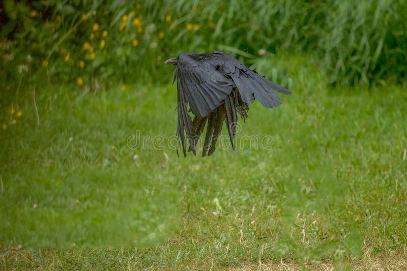 Common Crow Flying Spring Day Stock Photos - Free & Royalty-Free Stock ...