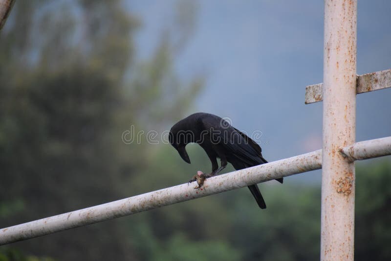 Common crow with his lunch stock image. Image of animal - 275120147