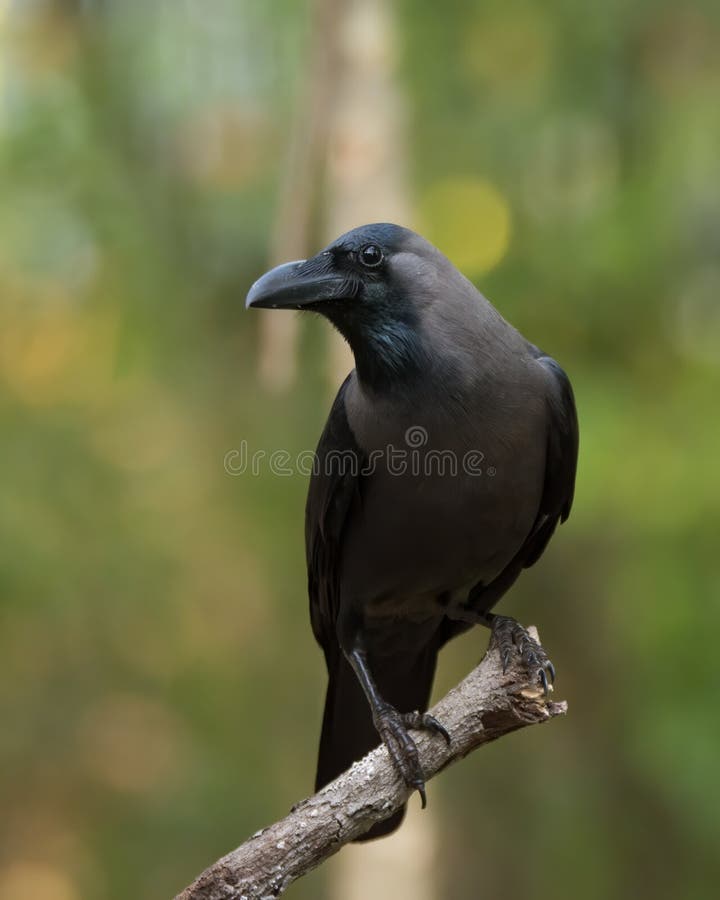 Common crow on a perch stock image. Image of colombo - 210560319