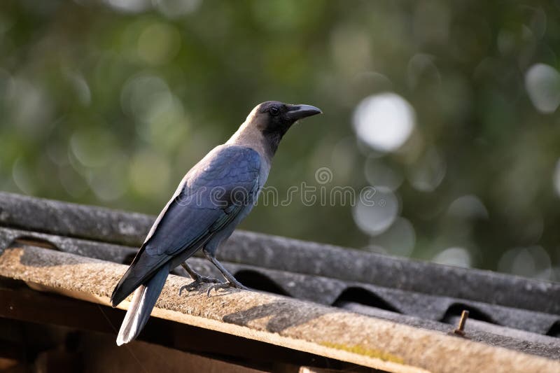 Common Crow Perched on a Roof Stock Photo - Image of cunning, space ...