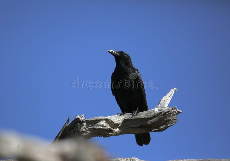Common Crow Perched in a Tree Stock Image - Image of flight ...