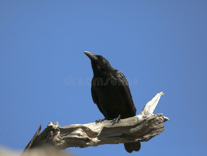 Common Crow Perched in a Tree Stock Photo - Image of flight, animals ...
