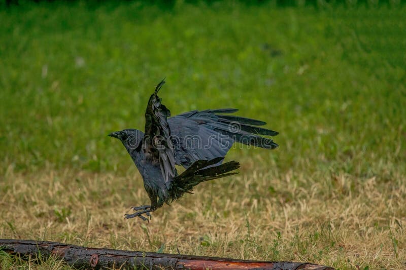 Common Crow Taking Flight on Gloomy Day Stock Image - Image of gloomy ...