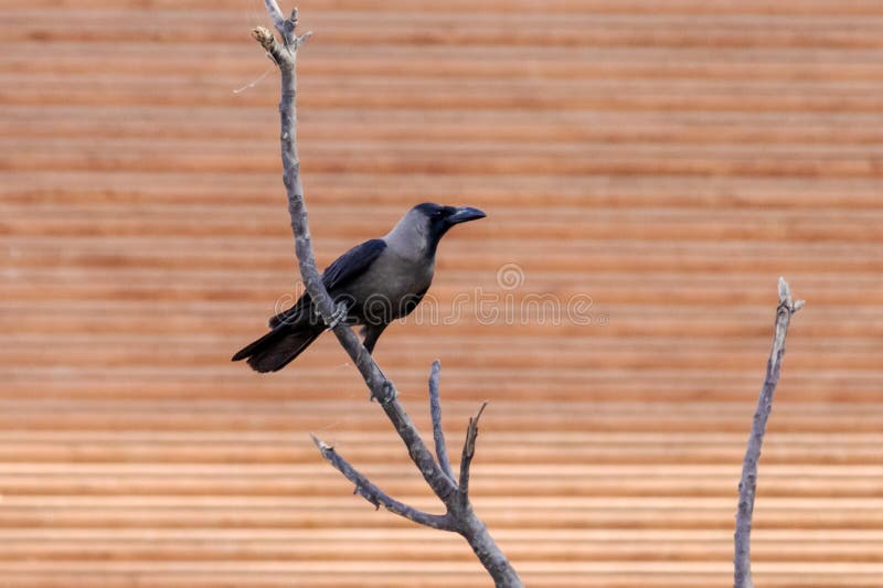 A Common Crow on a Tree Branch Stock Photo - Image of common, crow ...