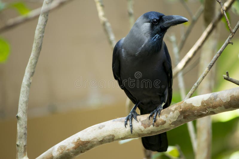 Common crow-3 stock photo. Image of beak, birds, black - 64115068