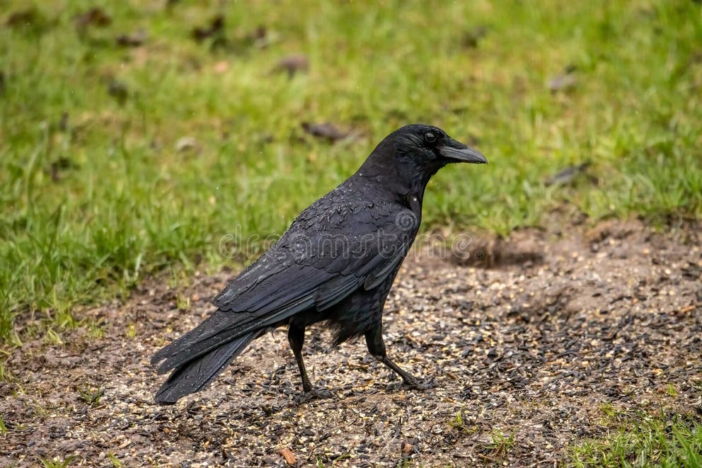 Common Crow Walking on a Spring Day Stock Image - Image of walking ...