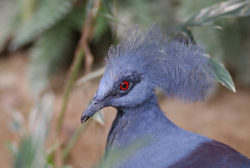 Common Crowned Pigeon stock image. Image of animal, crowned - 14273675