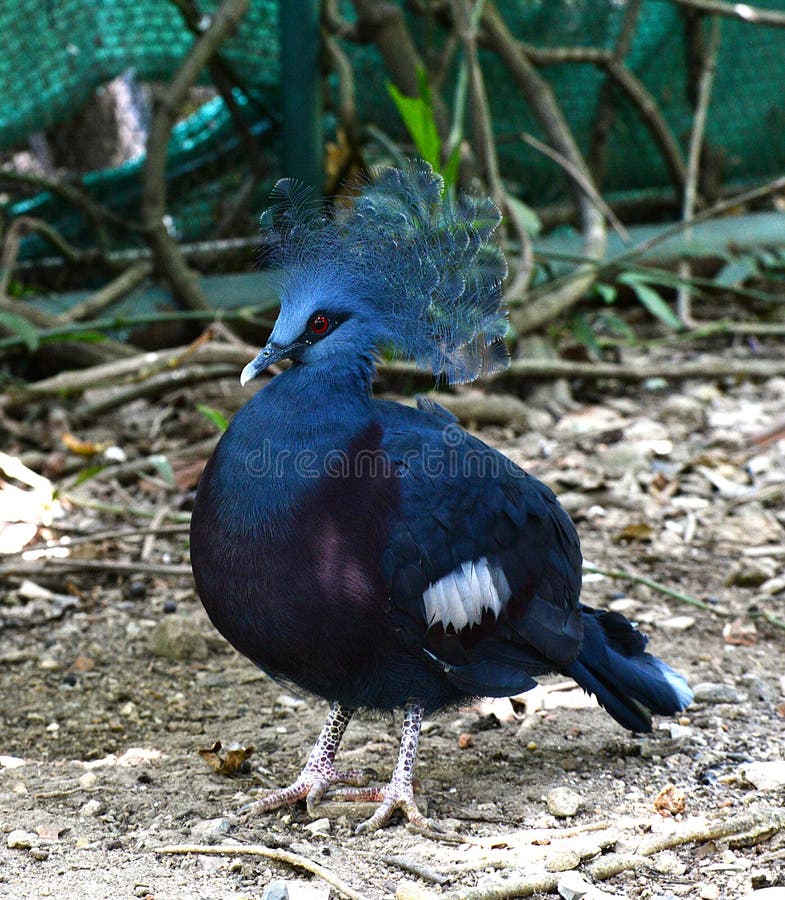 Common crowned pigeon stock photo. Image of wildlife - 67932580