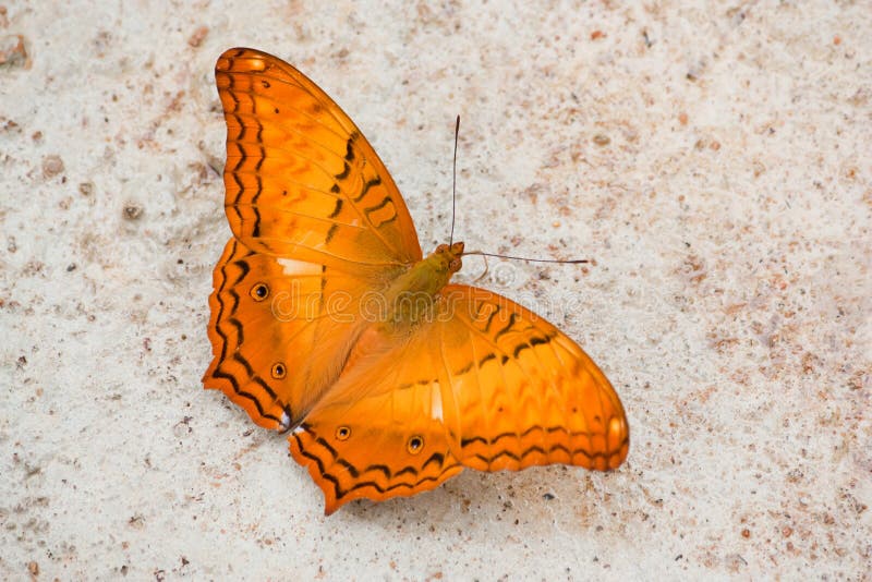 Cruiser Butterfly.(Vagrans Erota). Stock Photo - Image of macro, erota ...