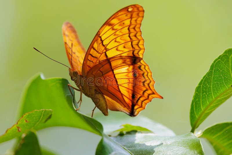 The Common Cruiser, Vindula Erota, Standing on a Leaf, Thailand Stock ...