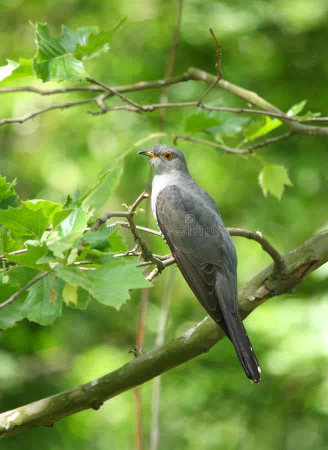 Common cuckoo stock photo. Image of male, birdwatching - 14419822