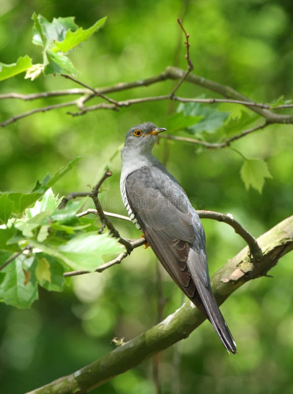 Common Cuckoo stock photo. Image of animal, bird, migratory - 14523590