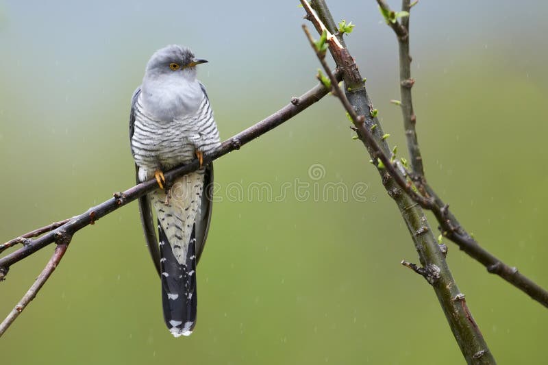 Common cuckoo stock photo. Image of cuckoo, observe, watch - 26317966