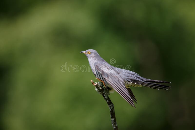 The Common Cuckoo in a Classic Pose Stock Photo - Image of cuculus ...