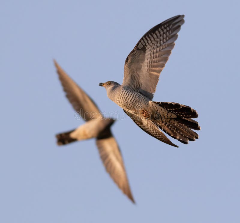 Common Cuckoo, Cuculus Canorus. a Bird Flies Against a Blue Sky Stock ...