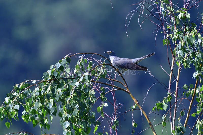 Common Cuckoo Cuculus Canorus Stock Image - Image of moor, bird: 157264207