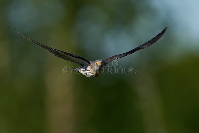 Common Cuckoo Cuculus Canorus Stock Photo - Image of flying, fauna ...