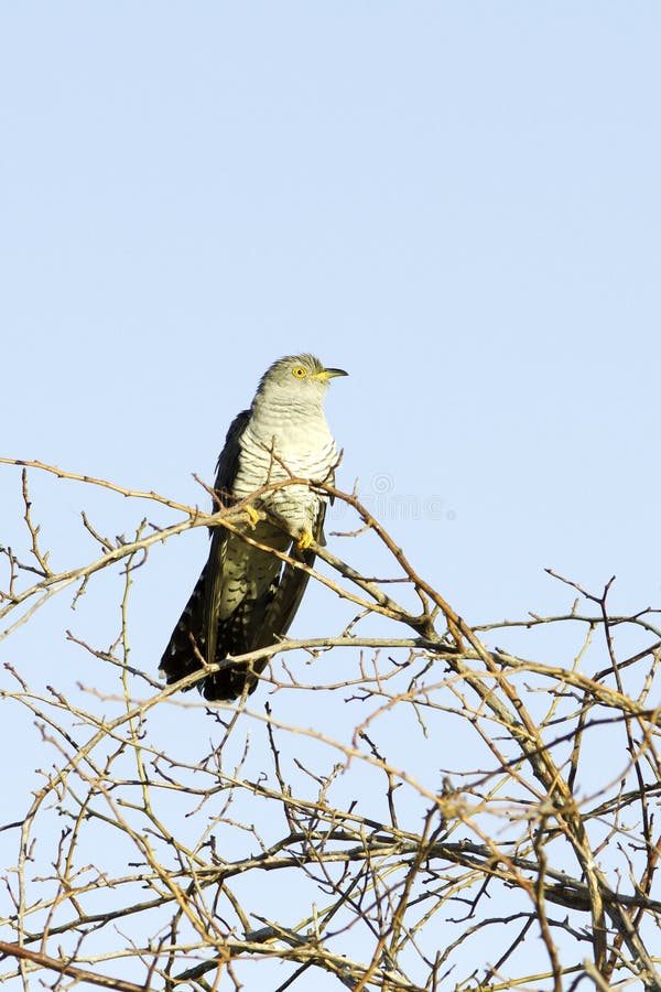 Common Cuckoo / Cuculus Canorus Stock Photo - Image of cuckoo, animal ...