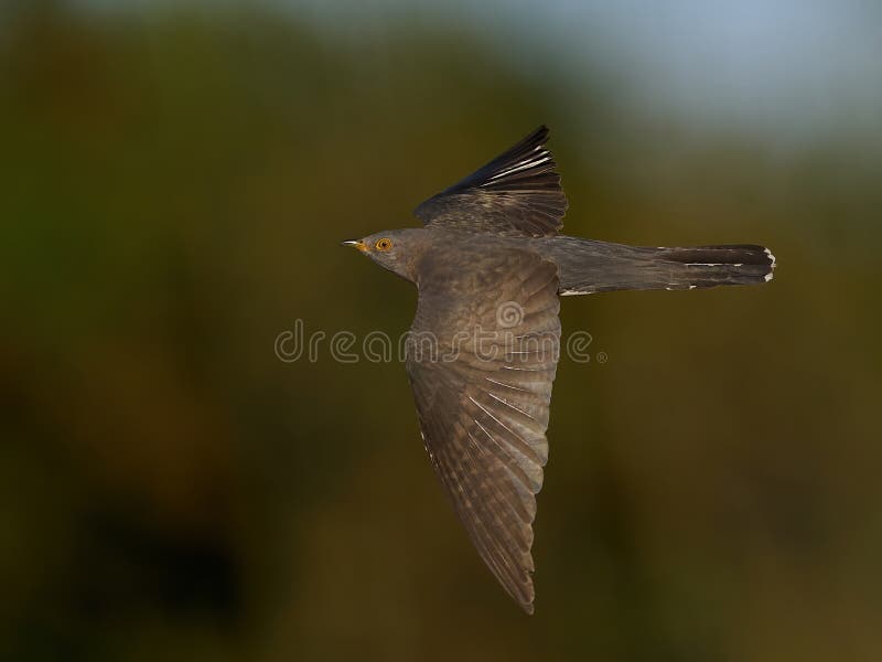 Common Cuckoo Cuculus Canorus Stock Image - Image of cuculus, flying ...