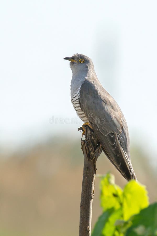 Common Cuckoo - (Cuculus Canorus) Stock Photo - Image of hummingbird ...