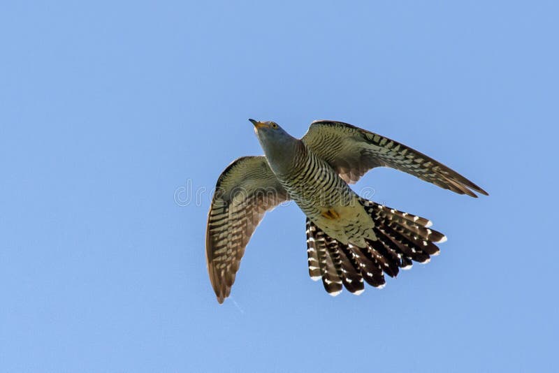 Common Cuckoo (Cuculus Canorus) Stock Photo - Image of animal, seabird ...
