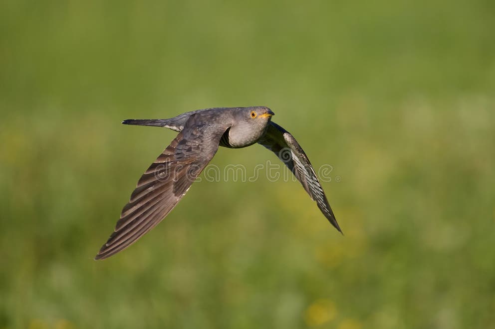 Common Cuckoo (Cuculus Canorus Stock Photo - Image of wild, habitat ...