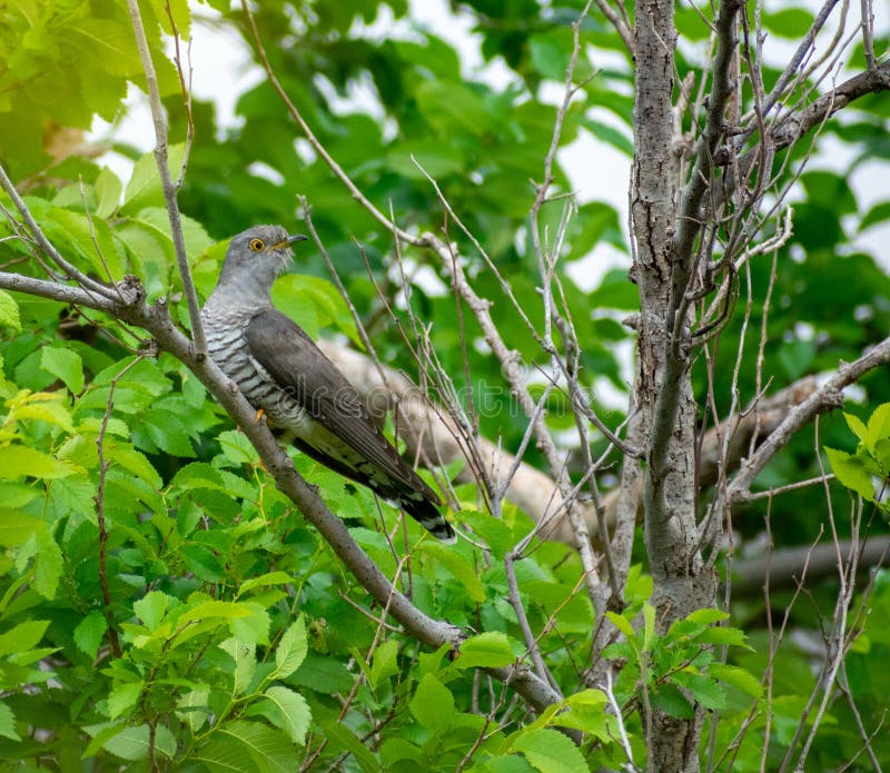 The Common Cuckoo (Cuculus Canorus) Perching on a Tree Stock Photo ...