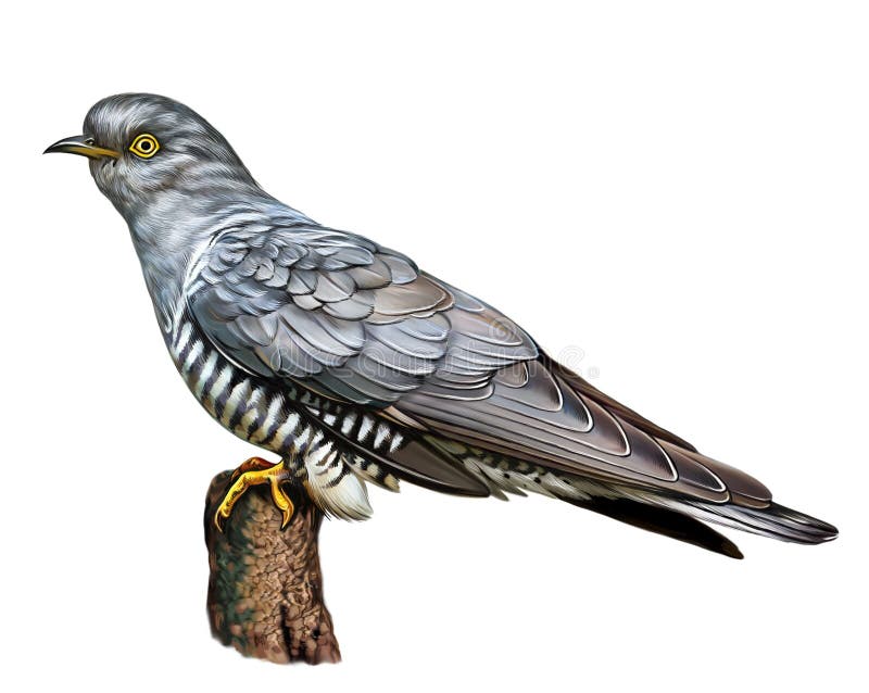 Indian Cuckoo Bird Drawing