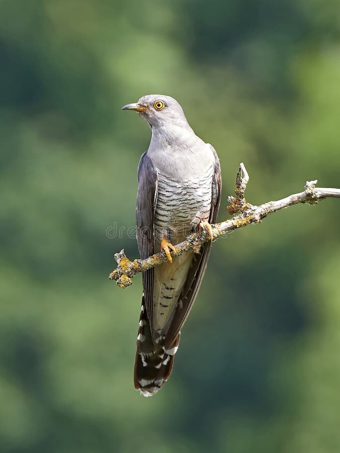 Common Cuckoo stock photo. Image of animal, bird, migratory - 14523590