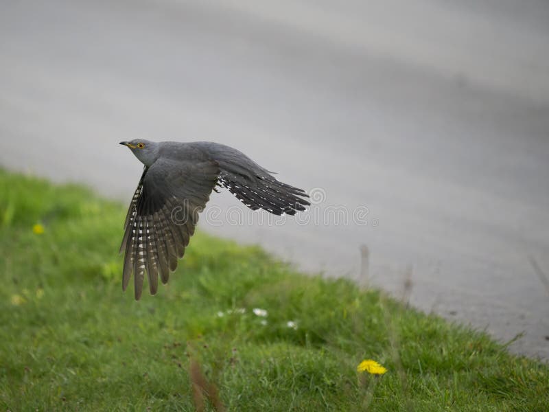 Common Cuckoo, Cuculus Canorus Stock Photo - Image of animal, bird ...