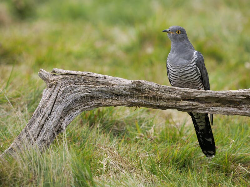 Common Cuckoo, Cuculus Canorus Stock Image - Image of european, british ...