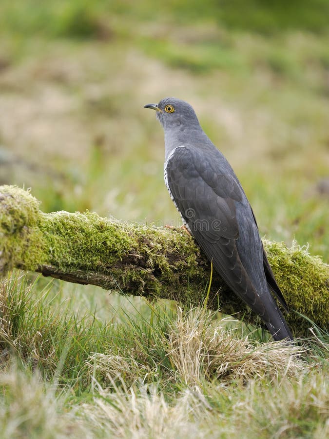 Common Cuckoo, Cuculus Canorus Stock Image - Image of common, european ...