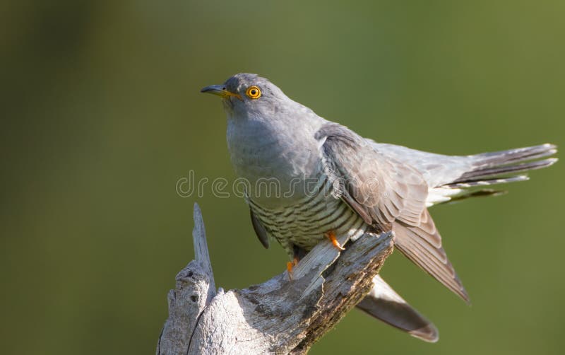 Common Cuckoo - Cuculus Canorus - in Spring Stock Image - Image of ...