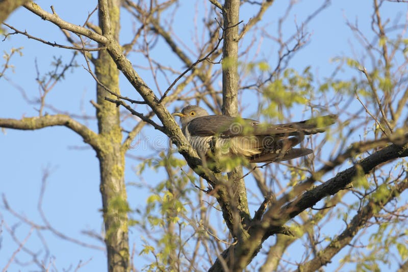 Common Cuckoo, Cuculus Canorus Stock Image - Image of feather, bird ...