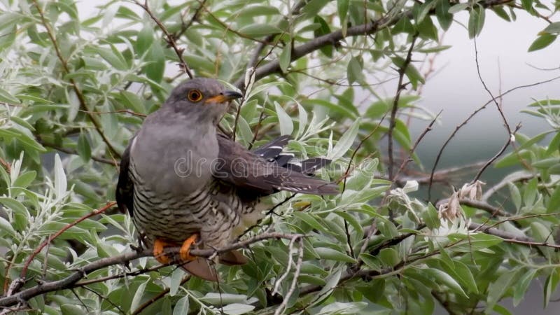 Common Cuckoo Cuculus Canorus in the Wild Stock Video - Video of green ...