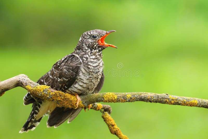 The Common Cuckoo Cuculus Canorus Stock Photo - Image of nature ...