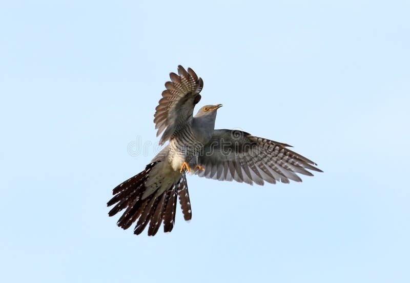 Cuckoo in flight stock image. Image of bird, cuckoo - 101758097